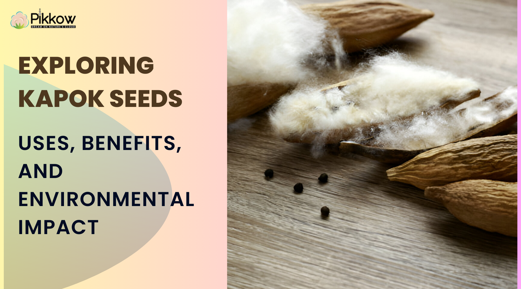 Exploring Kapok Seeds: Uses, Benefits, and Environmental Impact